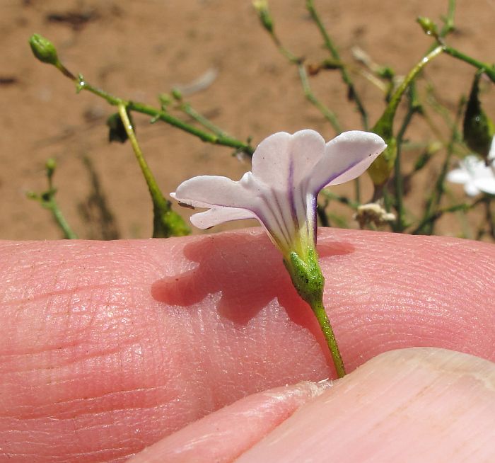 Esperance Wildflowers: Cyphanthera microphylla - Solanaceae