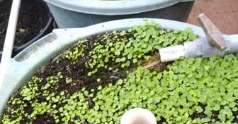 Wana Wana Akuaponik: Pare Belut/Ular Akuaponik