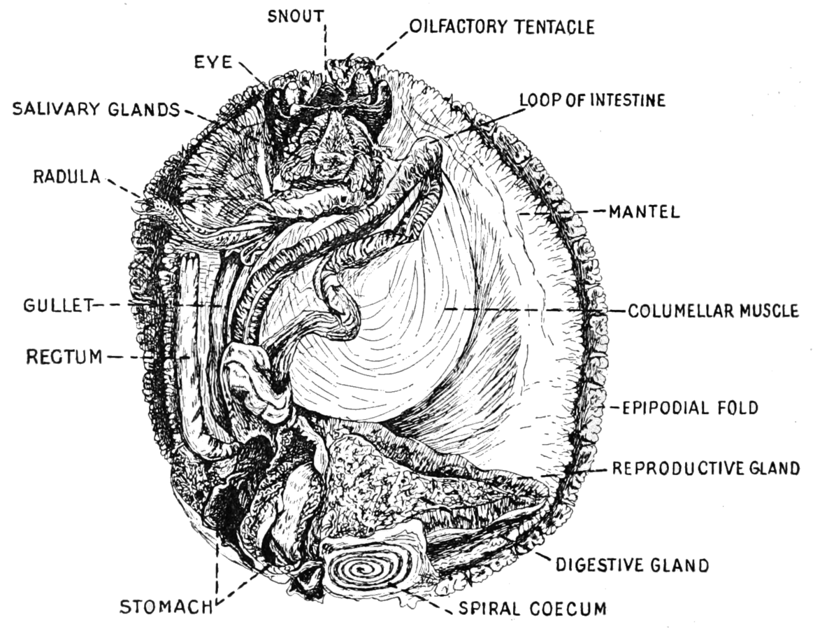 四零後: 海味雜貨唔簡單之二 - 鮑魚