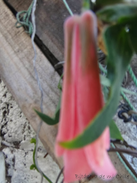 Bitacora de mi Chile: Leyenda del Copihue