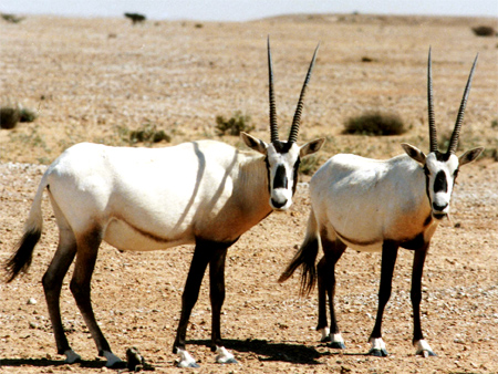 Gazelle | The Life of Animals