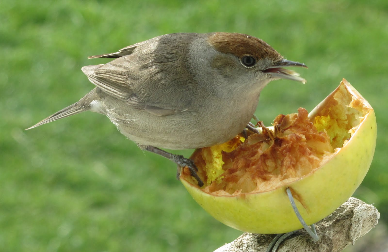 Fair Isle: Birds for the past few days & a few new Lambs.