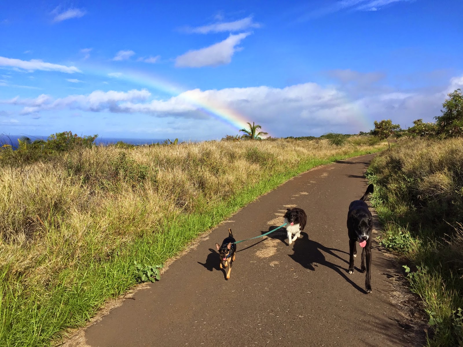 Such Good Dogs: Happy Birthday Devo!