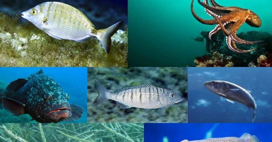 Pesca Submarina: COLLAGE DE PECES