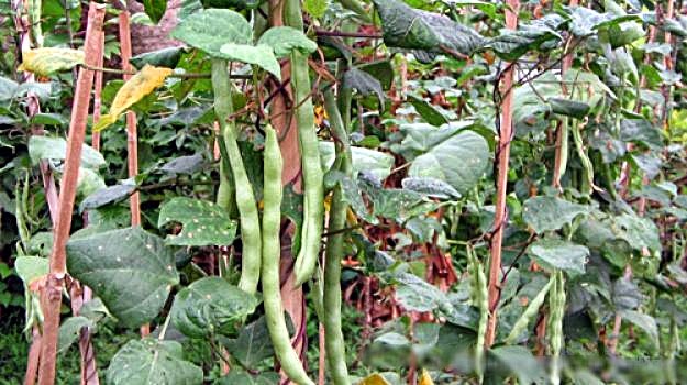 TANAMAN BUNCIS DAN CARA BUDIDAYANYA | Tips Petani