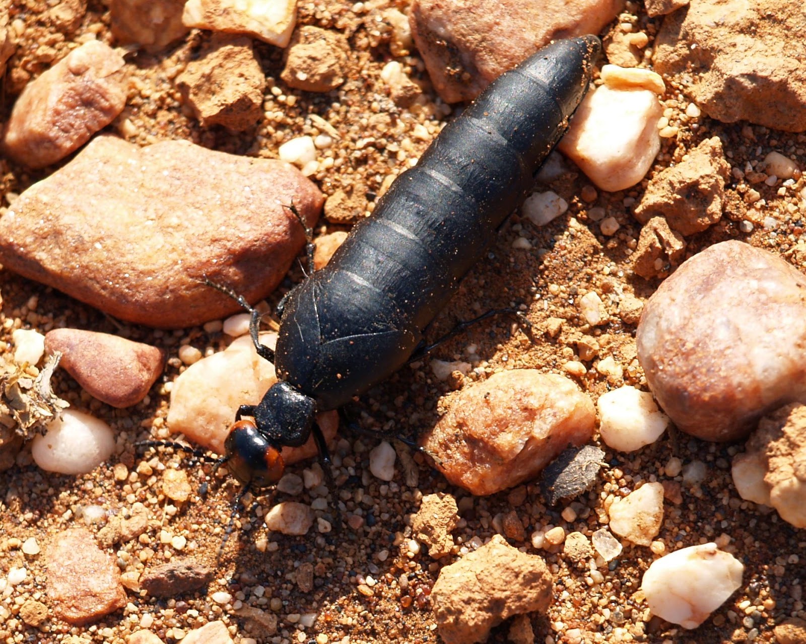 CUADERNO DE CAMPO del Treparriscos: La Aceitera Real, endemismo del SE ...