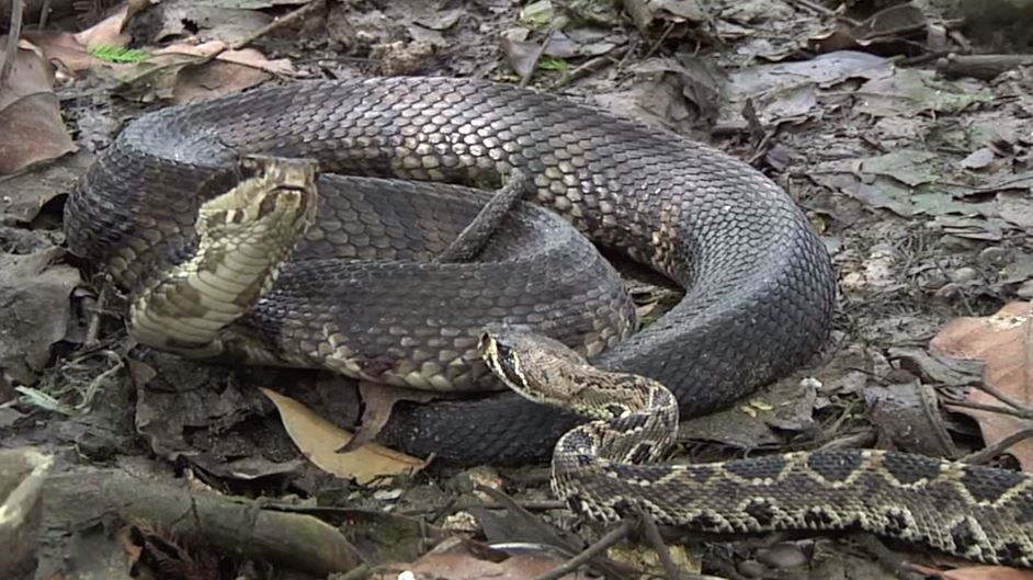 Cottonmouth Vs Rattlesnake: Which One Will Get Eaten?