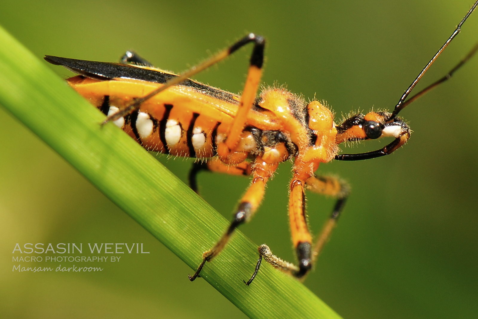 MANSAM DARKROOM: Milkweed Assassin Bug