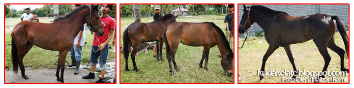 KUDA KELATE: Mengenali Jenis Warna Kuda
