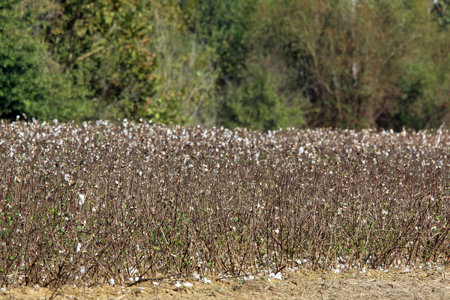 Southern Lagniappe: A Cotton Patch Adventure