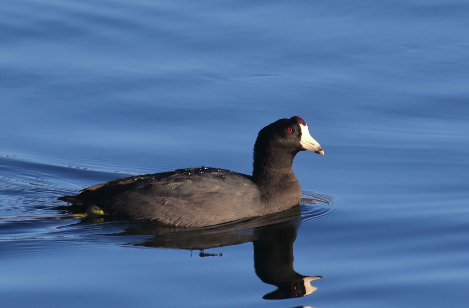 Coot photography challenge - Greg in San Diego