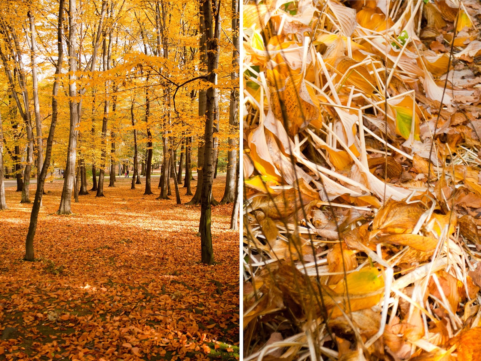 Anna Stachowicz: 2017