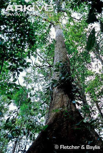 Lauan Tree