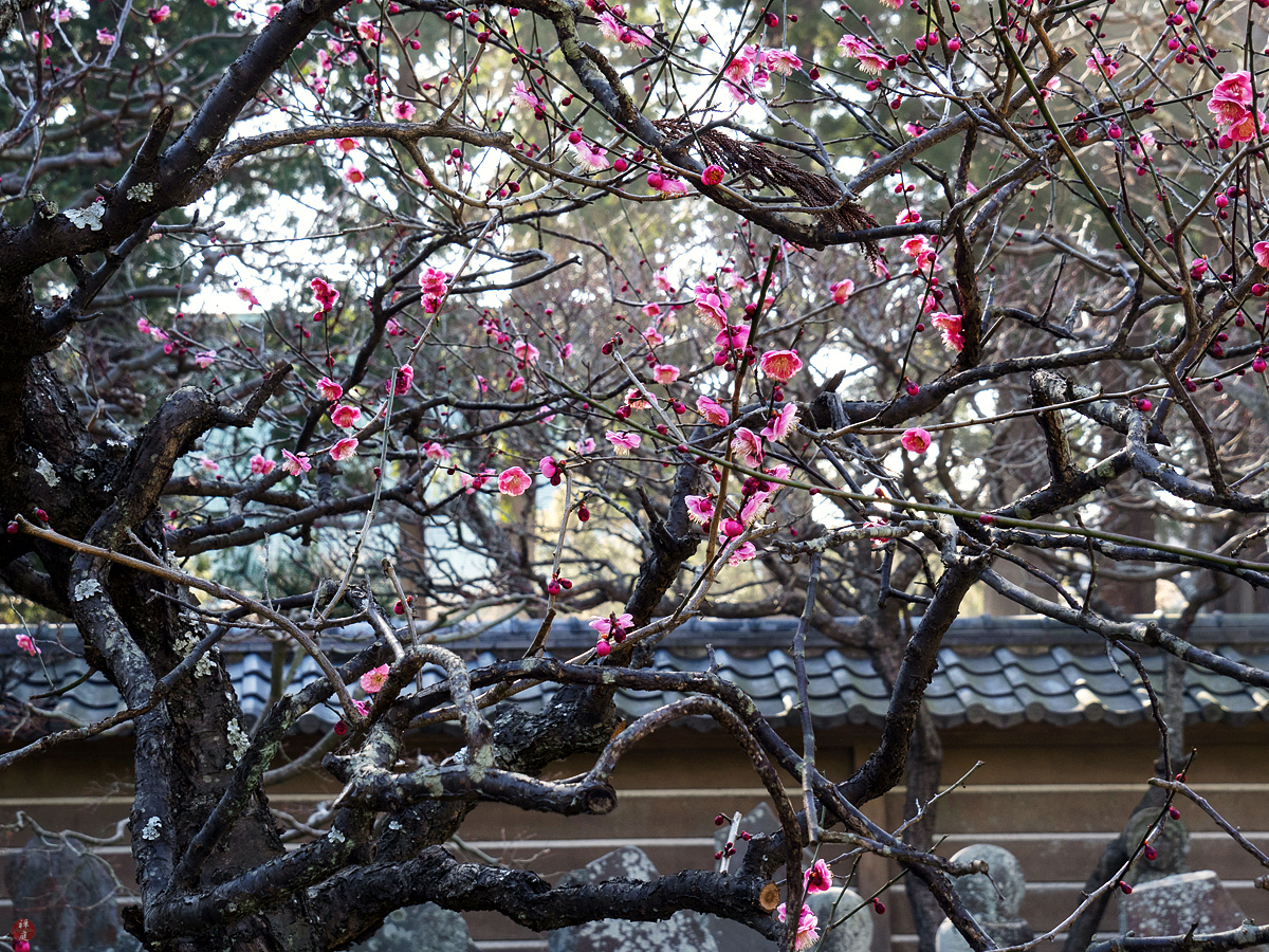 FROM THE GARDEN OF ZEN: Red ume blossoms: Engaku-ji