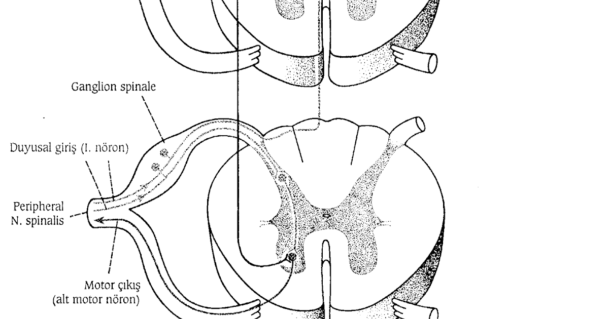 Teksevgi: PERİFERİK SİNİR SİSTEMİ