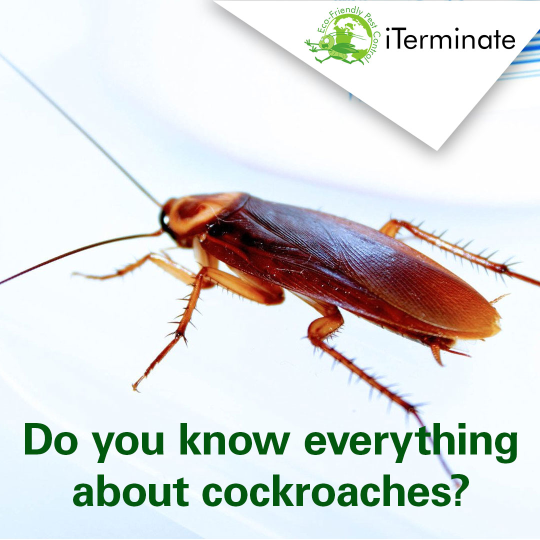 iTerminate: 5 Facts About Cockroaches You Didn’t Know