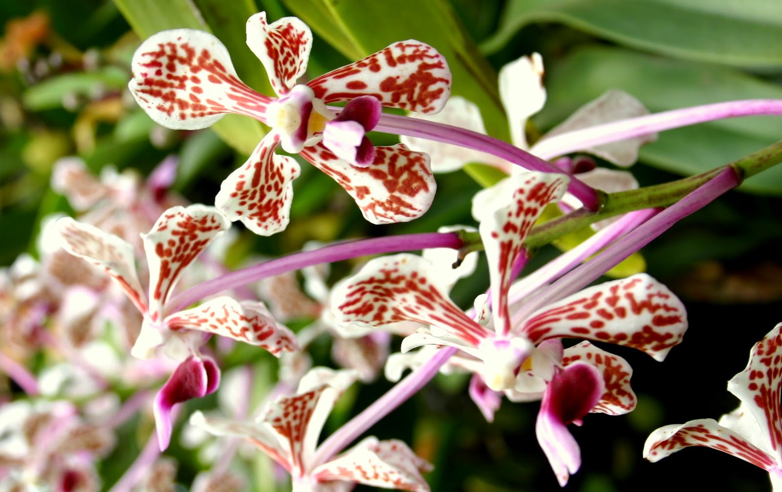 Kumpulan Foto Bunga Anggrek Terindah Di Dunia | Terbaru 2021