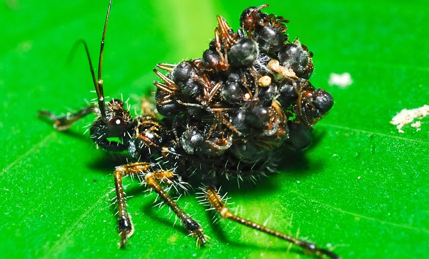 Reduviidae ~ Insects World