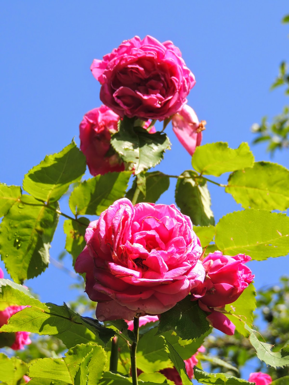 IL ETAIT UN PETIT JARD'AIN ...: TOUT ROSE