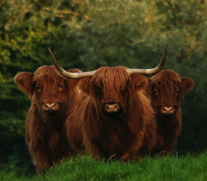 Beautiful Animals Photography | Funnilogy