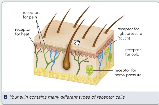 B1: Influences on Life GCSE Revision: Skin Sensitivity: PCA B1: Influences on Life GCSE Revision: Skin Sensitivity: PCA
