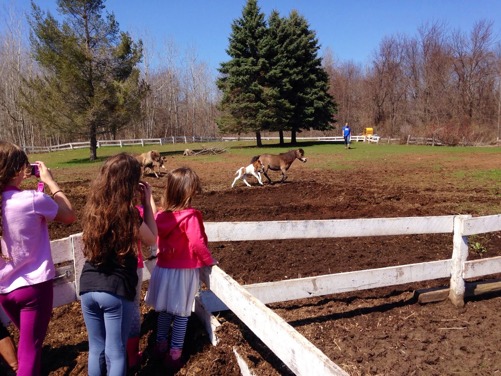 Good Morning Babycat: New baby at the miniature horse farm