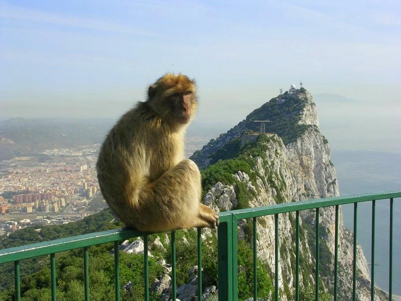 FAUNA IBERICA SALVAJE: MONO DE GIBRALTAR, ULTIMOS PRIMATES DE EUROPA ...
