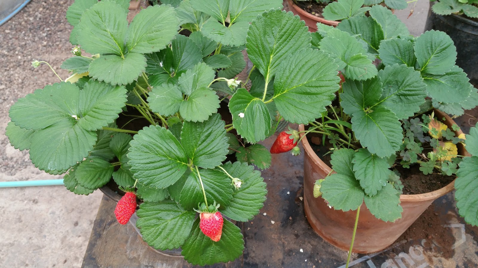 Invernadero y Huerto Ecológico del Sistema de Sanación Tinerfe: Las ...