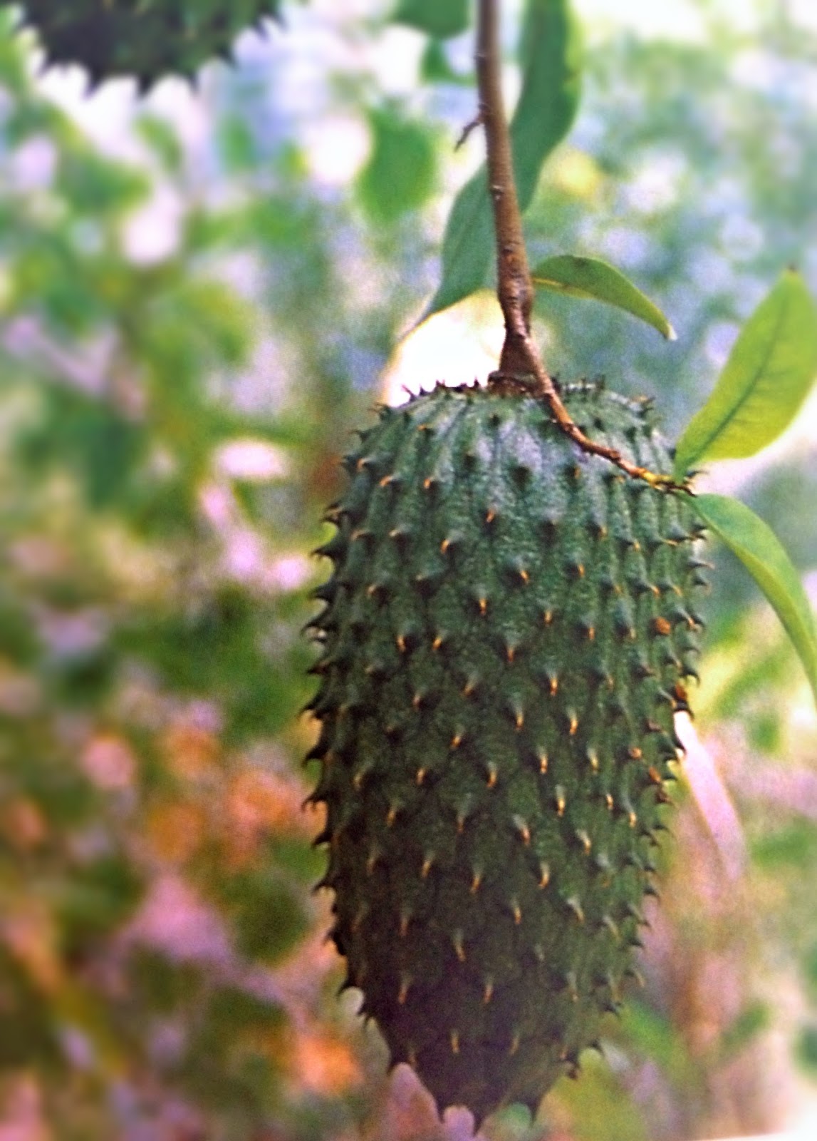 Heaven can wait : Can Graviola Cure Cancer?