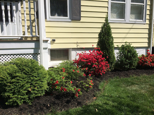 In the Little Yellow House: Mulching In Progress