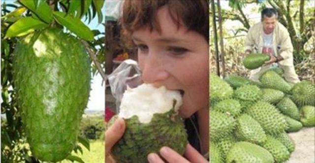 What is Hanuman Phal also known as Lakshman Phal or Guabana and also ...