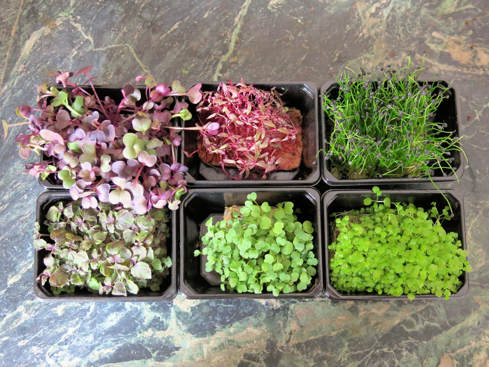 Secret Garden Club: Space-saving techniques for herbs