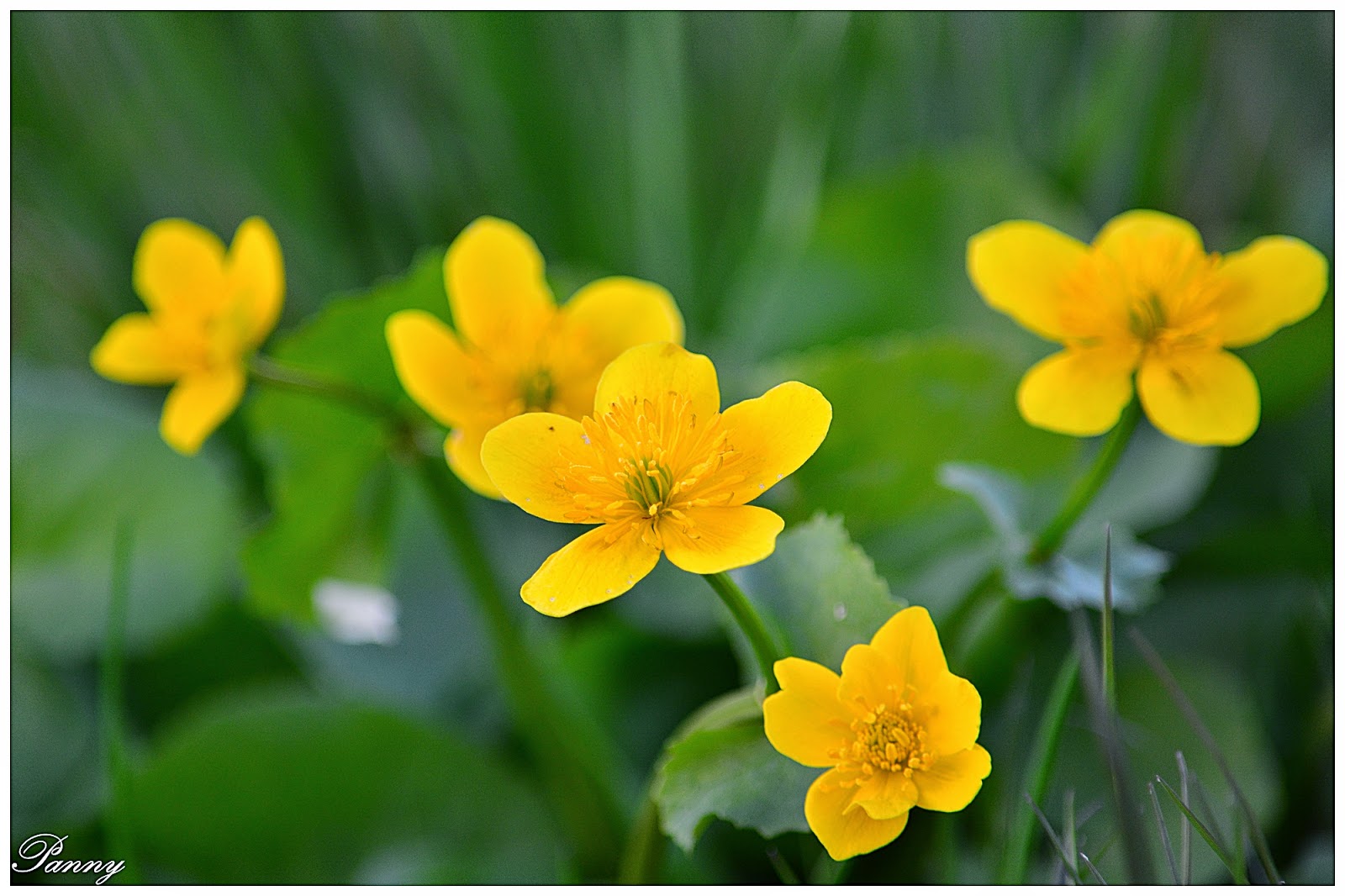 Varázslatos természet: Mocsári gólyahír / Caltha palustris