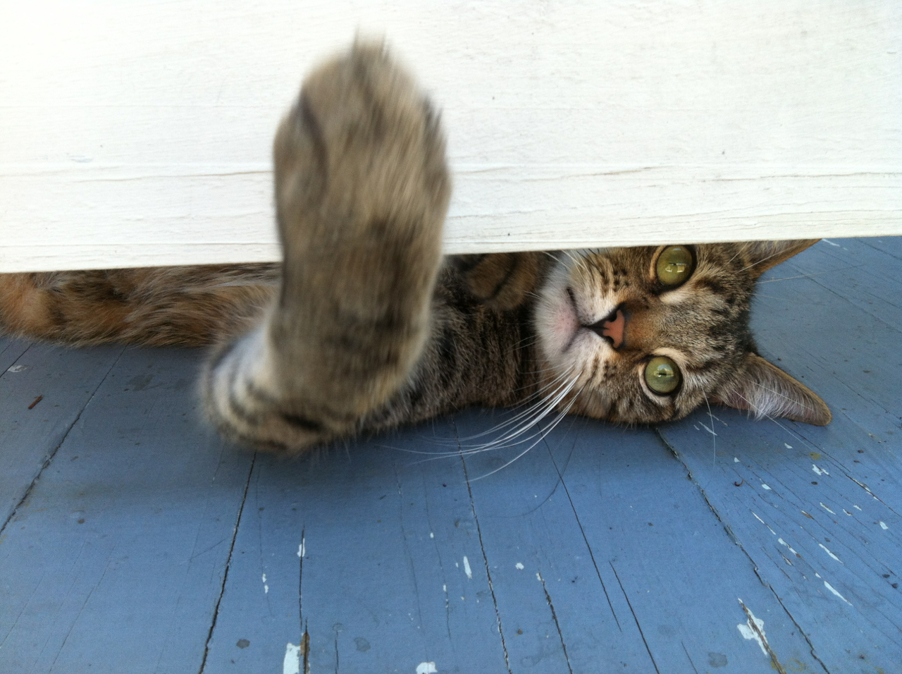 Petit Pet Care :: Pet Sitting and Dog Walking :: New Orleans :: Blog ...