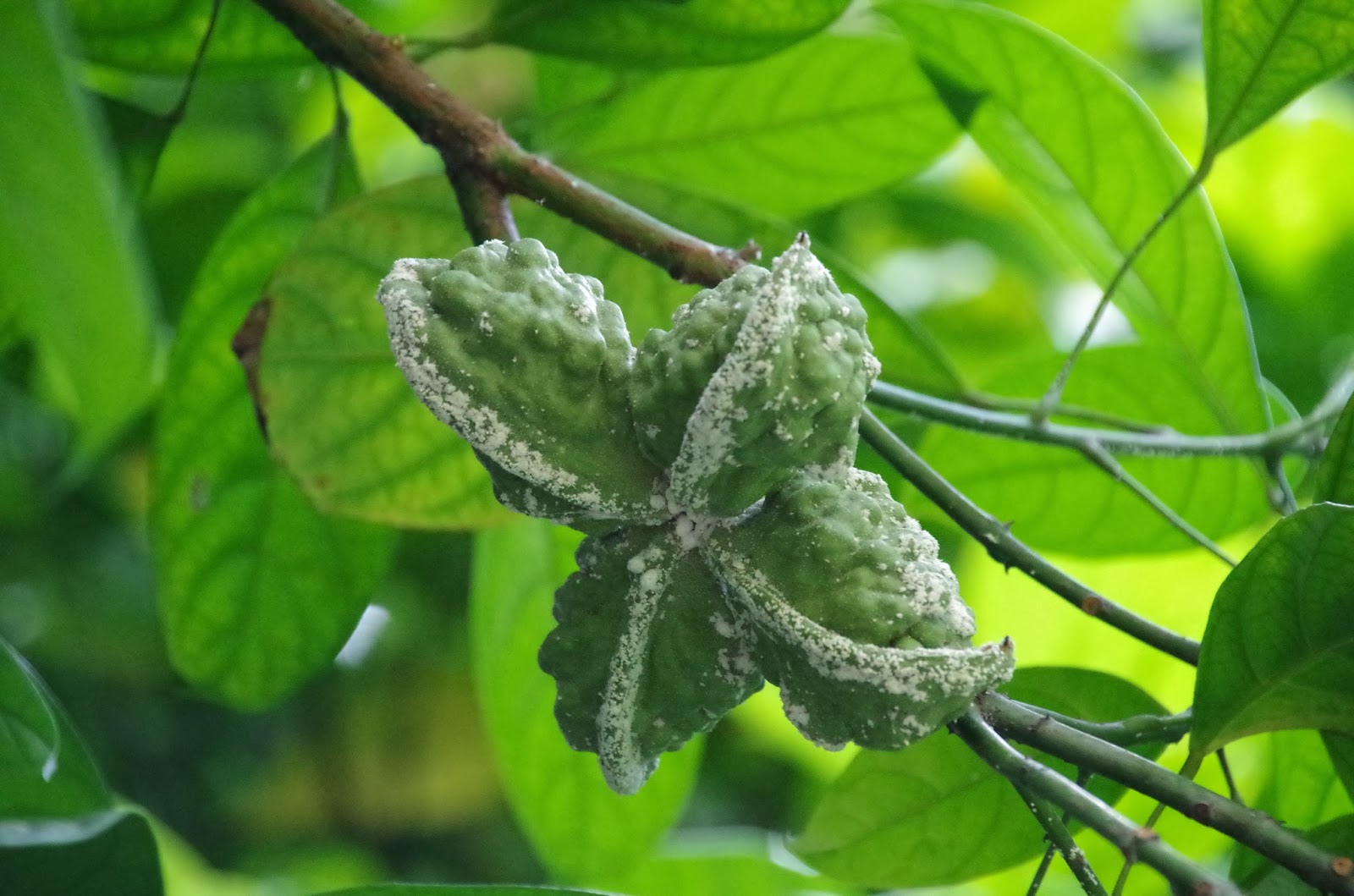 Trees and Plants: Cola