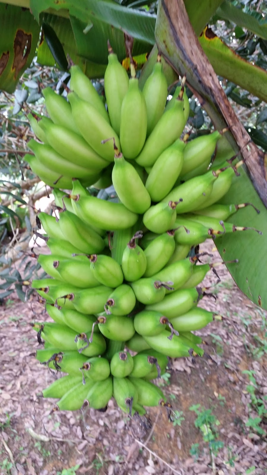 Warisan Petani: Pisang 40 Hari