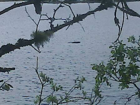 LOCH NESS MONSTER: The Latest "Nessie" Pictures