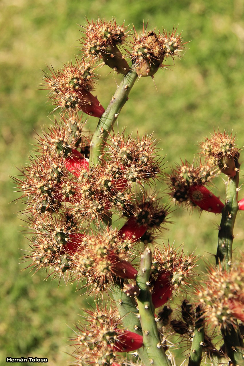 Flora Bonaerense: Diávolo (Austrocylindropuntia salmiana)