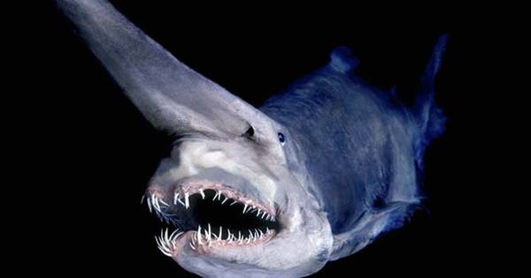 7 Hewan Teraneh di Dunia Yang Pernah Ditemukan - Tripel Berita