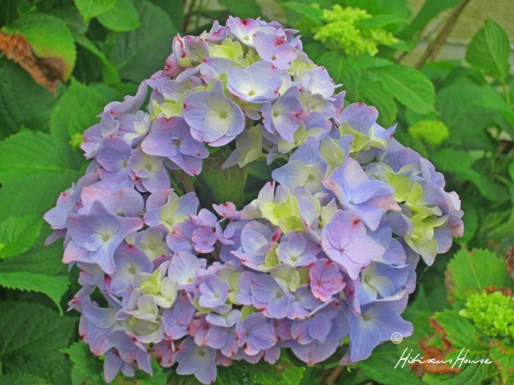 Hibiscus House: Morning Walk Hydrangeas In Full Bloom