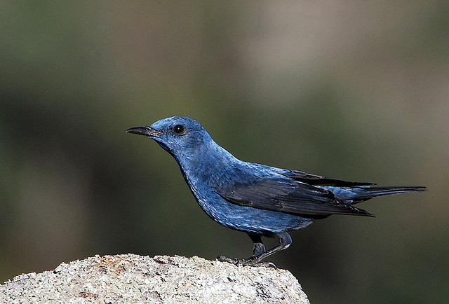 Olá! Como estás?: Melro azul