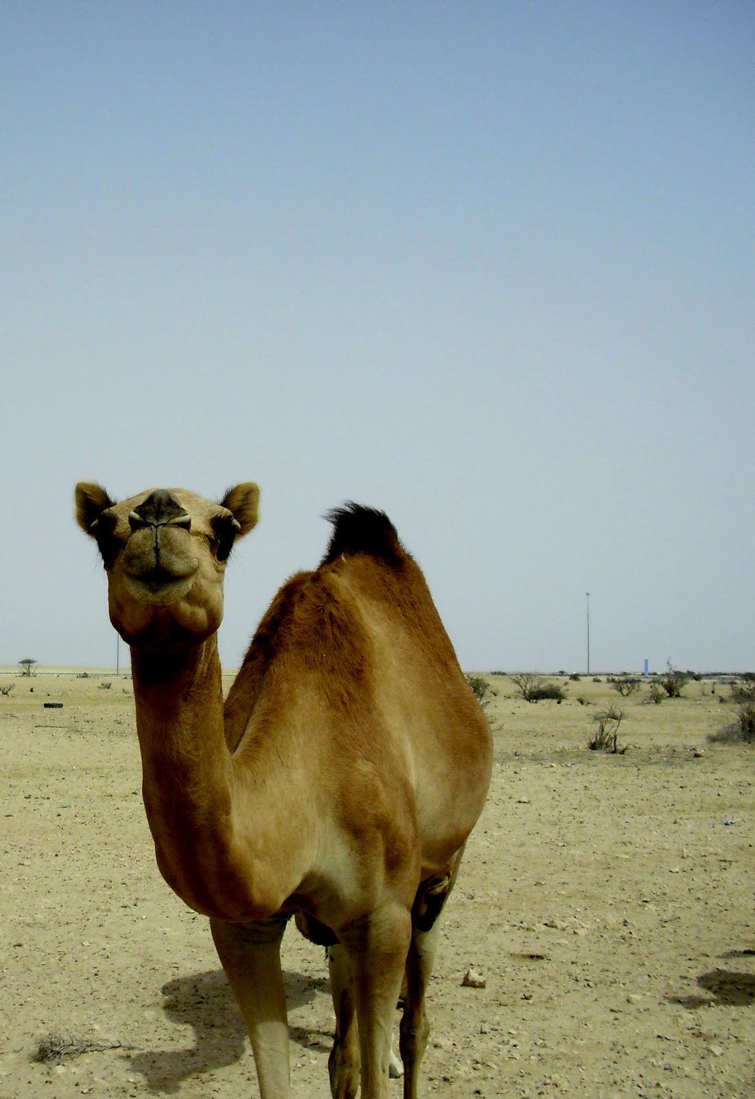 A Little Oryx in Qatar: Camel & Goat Farm near Al Nasraniya