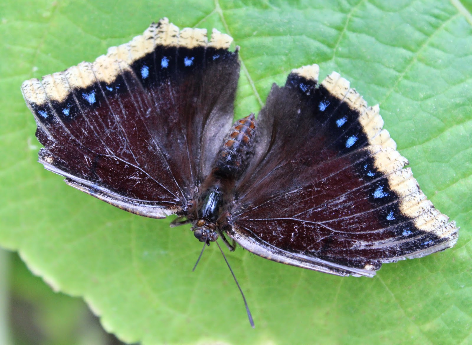 Tahoma Beadworks & Photography: First Visit to Butterflies of Cape Cod