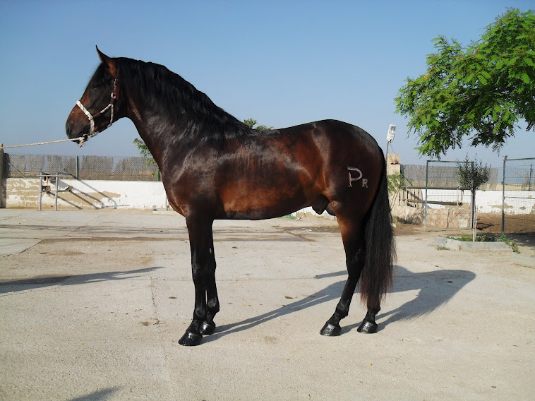 CABALLOS ANDALUCES PICADERO LOS RIOS: CABALLO CASTAñO OSCURO