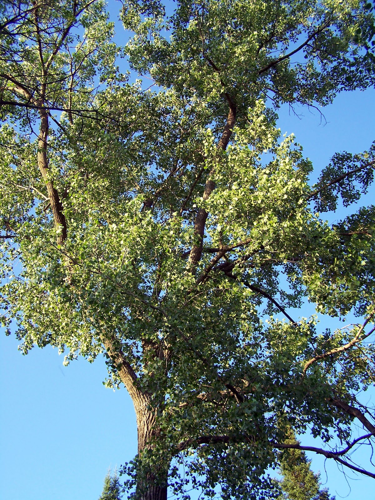 Restful Trails Food Forest Garden: mother of all poplar trees...and new ...
