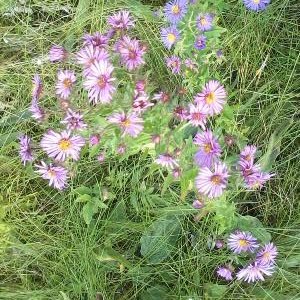Demonstration Prairie: Prairie Forbs & Grasses