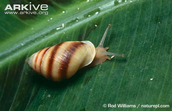 Laberinto en extinción: Caracol arborícola polinesio (Partula tohiveana)