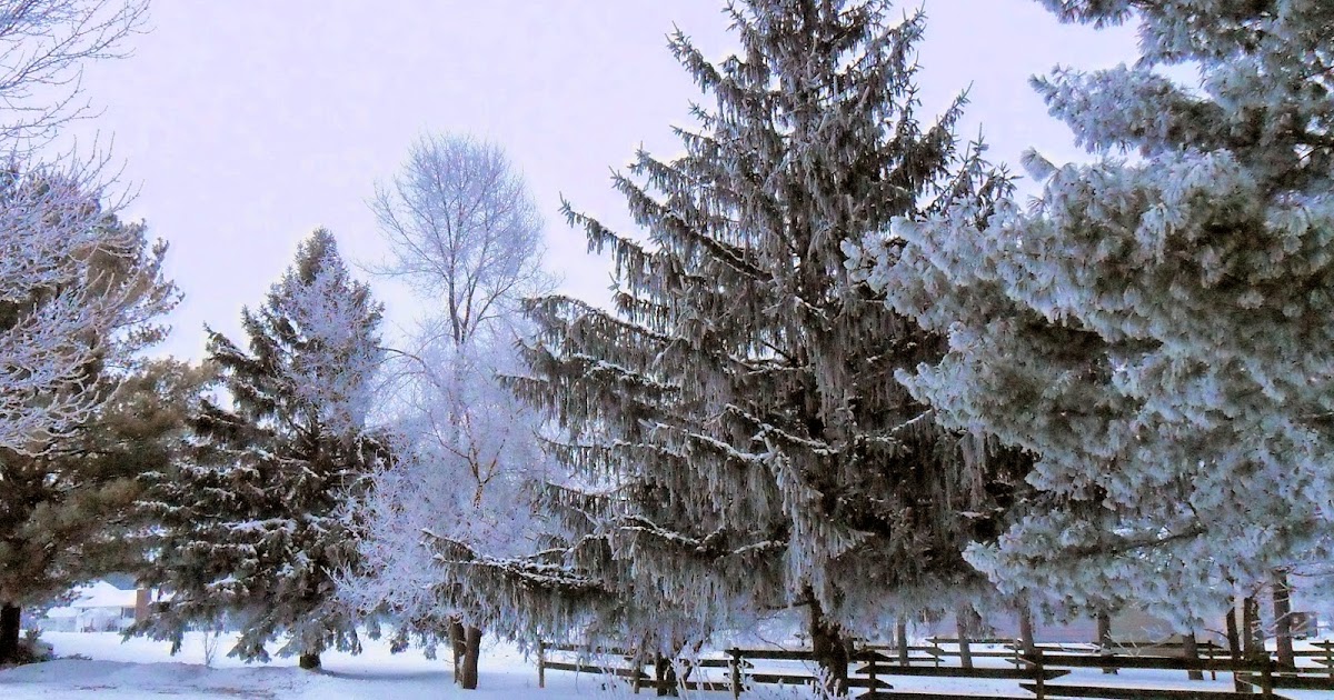 Backyard Patch Herbal Blog: Advent How to - Scented Pine Cones