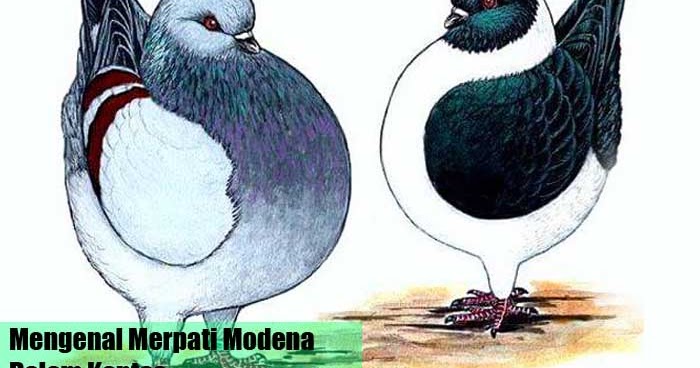 Mengenal Merpati Modena Dalam Kontes