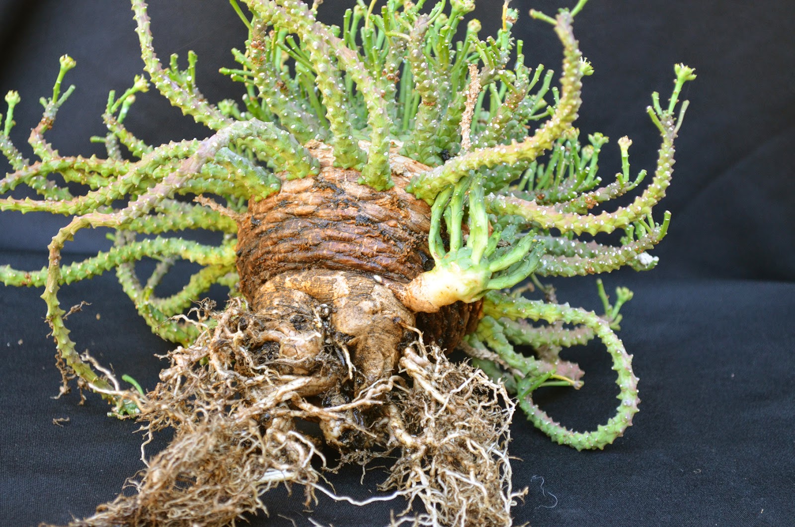 Skyview Succulents: Repotting Medusoid Euphorbias